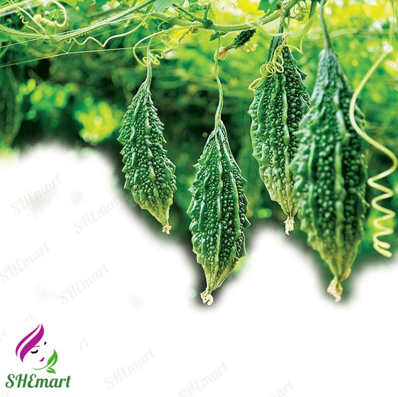 Benefits of using forest bitter melon properly - SHEmart Global